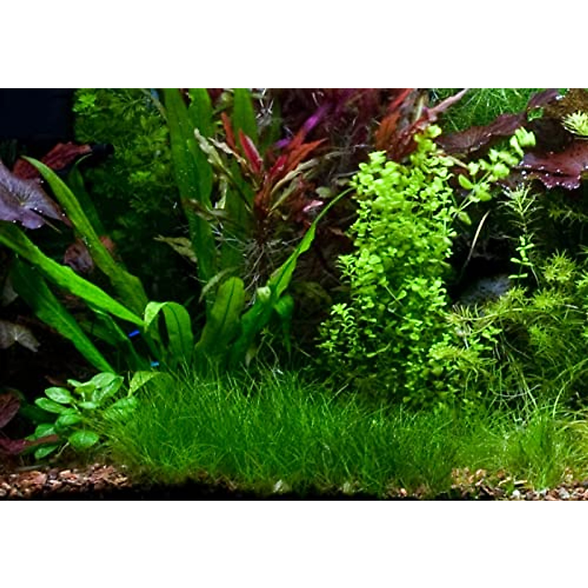 Marcus Fish Tanks - 3X Dwarf Hair Grass Eleocharis Parvula Live Aquarium Plants Carpeting Plant for Aquatic Freshwater Fish Tank