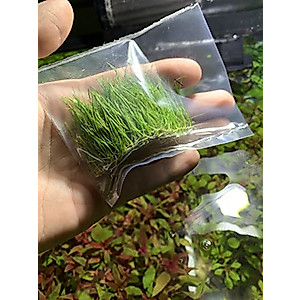 Marcus Fish Tanks - 3X Dwarf Hair Grass Eleocharis Parvula Live Aquarium Plants Carpeting Plant for Aquatic Freshwater Fish Tank