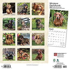 Miniature Dachshunds | 2024 12 x 24 Inch Monthly Square Wall Calendar | BrownTrout | Animals Small Dog Breeds