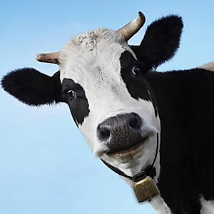 YOOHUA 16PCS Cow Horse Sheep Grazing Copper Bells Small Brass Bells Cattle Goat Farm Loud Bronze Bell Long Distance Horse Sheep Iron Bells, 2 Colors