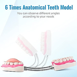 Annhua Large Anatonmical Teeth Model 6 Times Dental Hygiene Teeth Models, Dentist Teaching Oral Care Model with Detachable Tongue and Denture Toothbrush