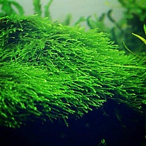 Marcus Fishtanks Java Moss Taxiphyllum Barbieri Easy Live Aquarium Plant - Buy 2 Get 1