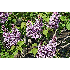 Proven Winners SYRPRC1157800 Scentara Double Blue Live Shrub 4.5" Quart Purple