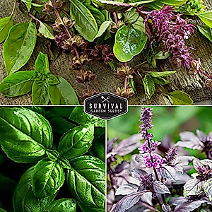 Survival Garden Seeds Basil Collection Seed Vault - Holy Basil, Genovese Basil, Large Leaf Basil, Opal Basil, and Thai Basil - Non-GMO Heirloom Seeds for Planting Delicious Herbs