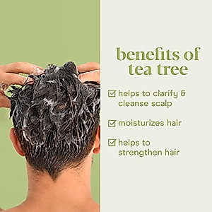 Baebody Award Winning Tea Tree Oil Shampoo - Clarifying for Build-Up, Dry Scalp and Oily Hair - Vegan Anti-Dandruff for Men/Women