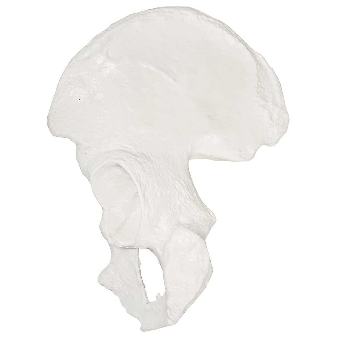 Axis Scientific Hip Bone Model | Left | Cast from a Real Human Coxal Bone l Hip Bone Model Has Realistic Texture and Important Bony Landmarks | Includes Product Manual