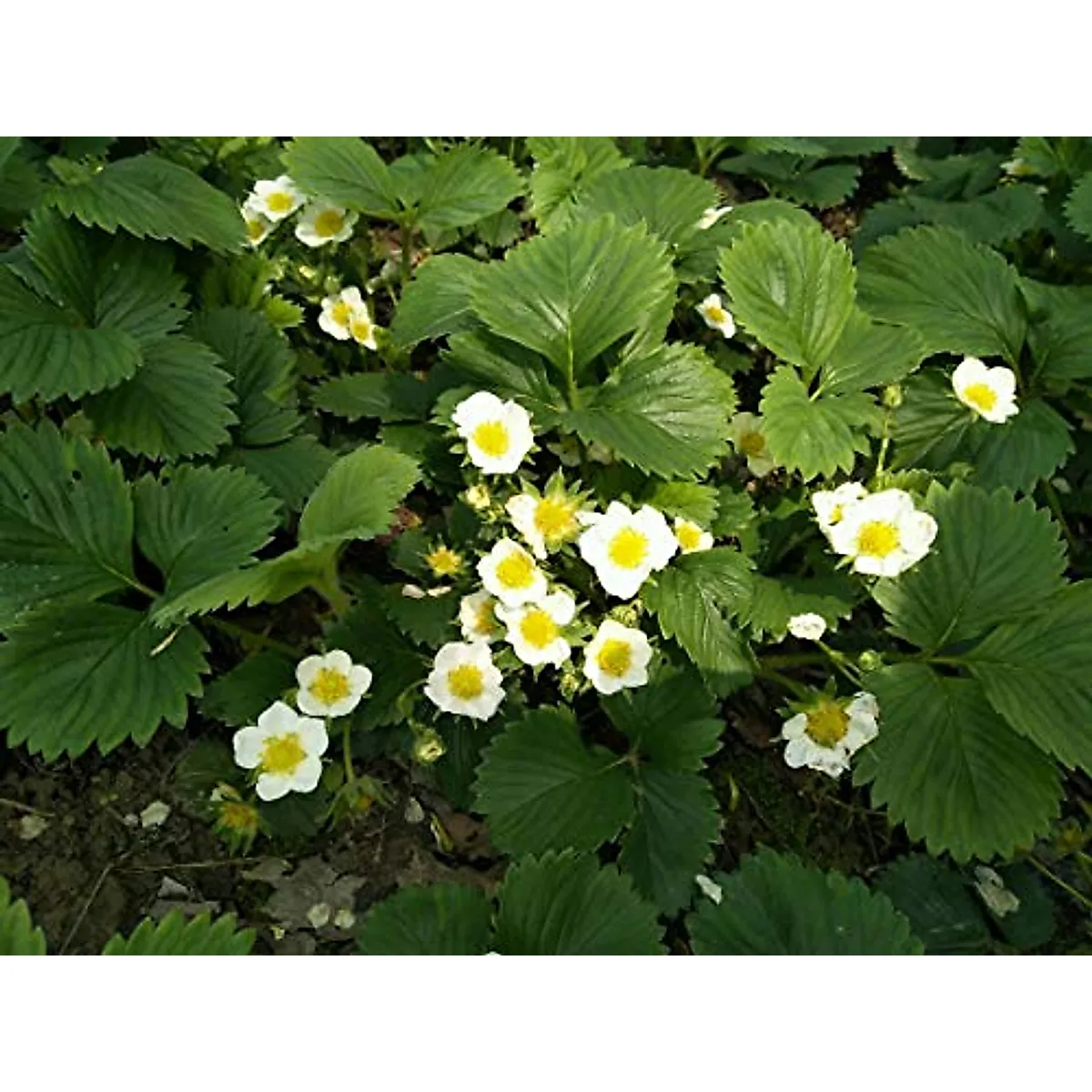 Sweet Red Strawberry Seeds 300pcs for Home Garden Planting