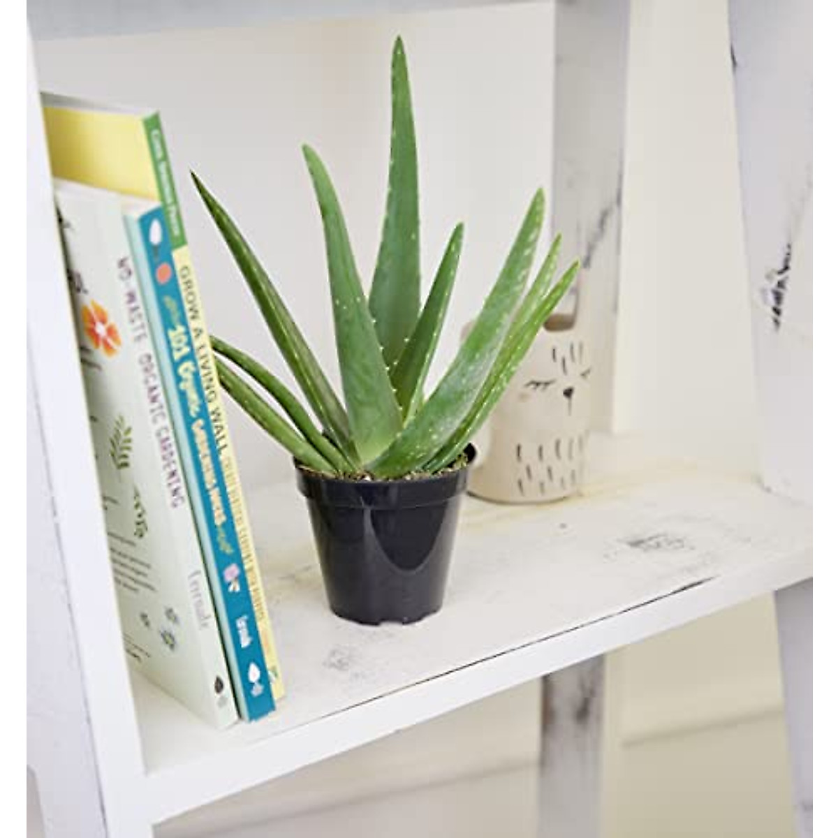 Aloe Vera Plant Live Succulent Plants, Live Aloe Vera Plant Succulents, Live Aloe Plant in Aloe Plant Pot, Aloe Plants Live Indoor Plants, Live Aloe Vera Plant Indoor House Plants by Plants for Pets