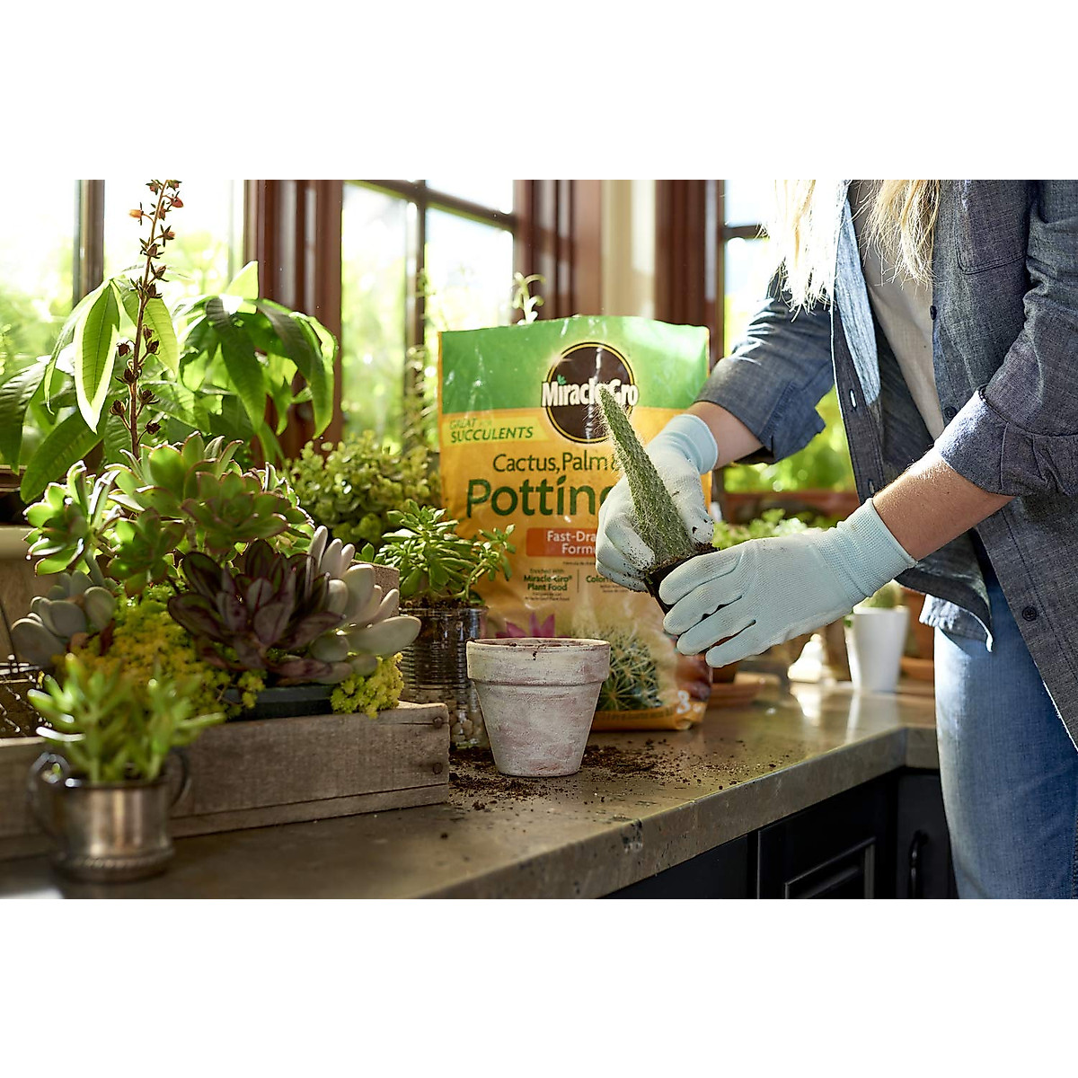 Miracle-Gro Cactus, Palm & Citrus Potting Mix and Plant Food - Bundle of Soil (8 qt.) and Liquid Plant Food (8 oz.) for Growing and Fertilizing Indoor Succulents