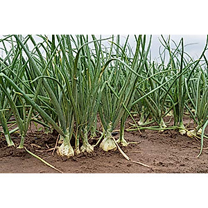 White Sweet Spanish Onion Seeds for Planting, 500+ Heirloom Seeds Per Packet, (Isla's Garden Seeds), Non GMO Seeds, Botanical Name: Allium cepa, Great Home Garden Gift