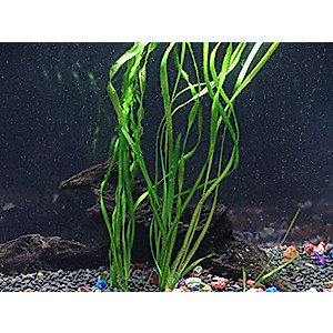 Florida 10 Species Live Aquarium Plants Bundle
