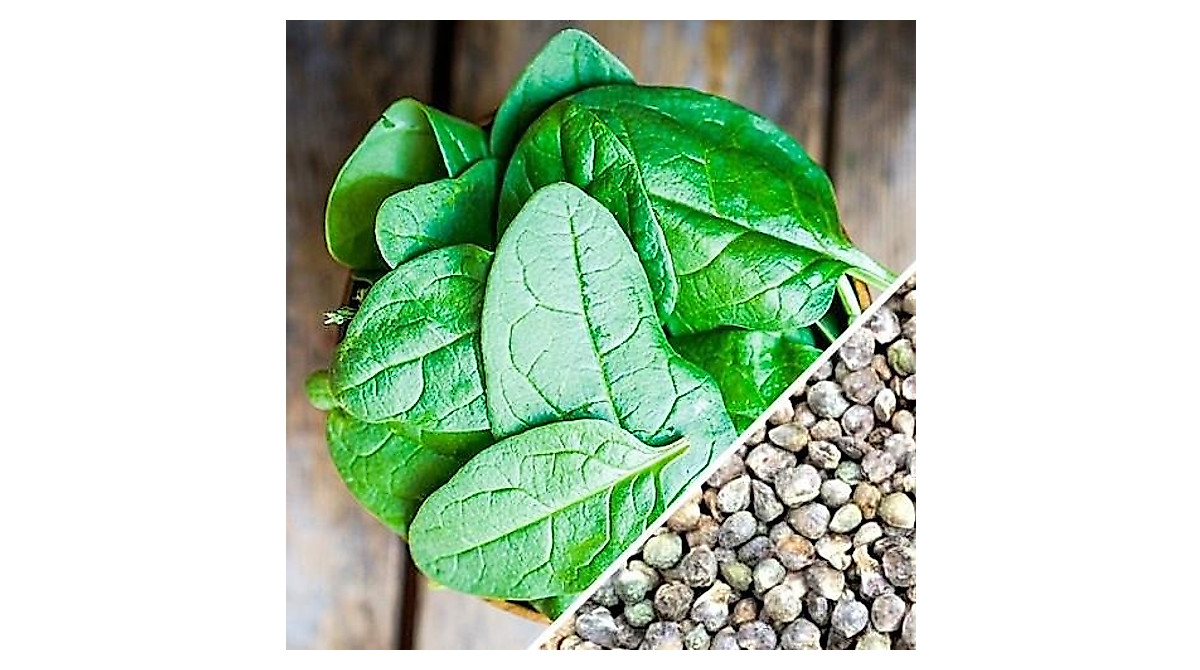 Giant Noble Spinach Seeds - Heirloom, Non-GMO for Home Gardens