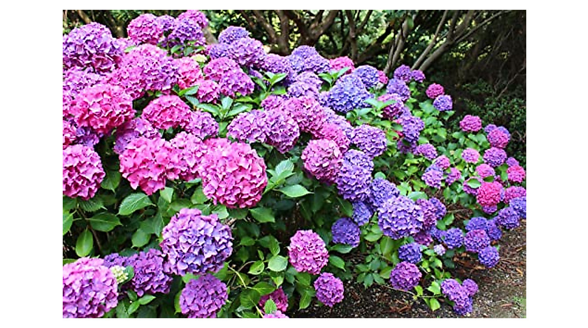 100+ Mixed Hydrangea Seeds: Fast-Growing, Easy, Beautiful Blooms