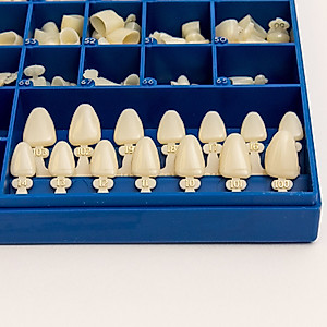 Polycarbonate Temporary Dental Crowns Kit 360 pcs with Crown Mold Guides