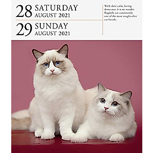 Cat Page-A-Day Gallery Calendar 2021