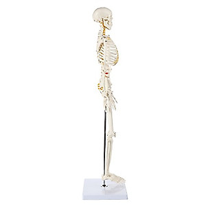 Axis Scientific Mini Human Skeleton Model with Metal Stand, 31" Tall with Removable Arms and Legs, Easy to Assemble, Includes Detailed Product Manual for Study