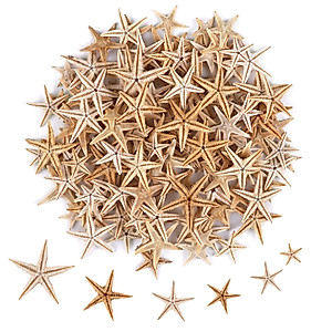 PPCLION 100 Pcs Small Starfish Star Sea Shell Beach for Craft 0.4"-1"