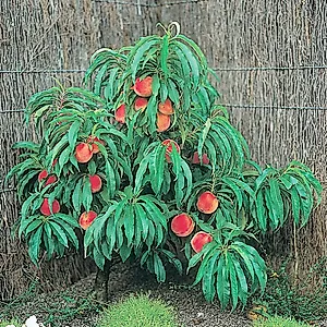 Dwarf Peach Tree Seeds GMO Free Organic Compact Size Popular Choices for Small Gardens, Patios, Balconies, and Even Indoor Cultivation Easier Maintenance 10Pcs Fruit Seeds by YEGAOL Garden