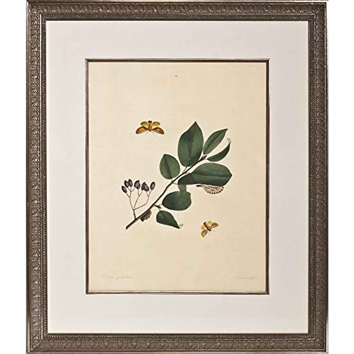 Phalora Opercularius; Plate 53