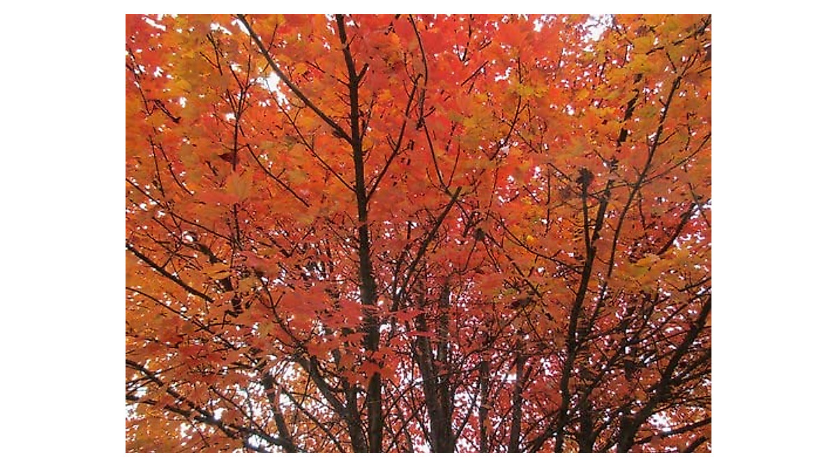 Autumn Blaze Maple Tree - Fast Growing Fall Foliage Tree | TriStar Plants