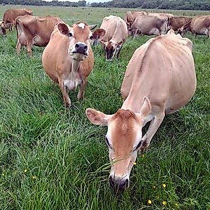 Raw Organic Whey 5LB - USDA Certified Organic Whey Protein Powder, Happy Healthy Cows, COLD PROCESSED Undenatured 100% Grass Fed + NON-GMO + rBGH Free + Gluten Free, Unflavored, Unsweetened(5 LB BULK)