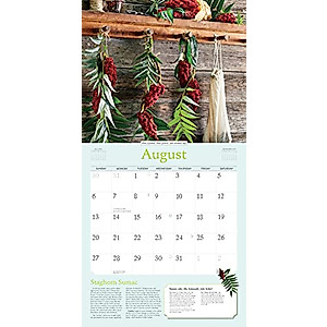 Rosemary Gladstar's Herbs Wall Calendar 2023: Recipes and Remedies for Health and Home
