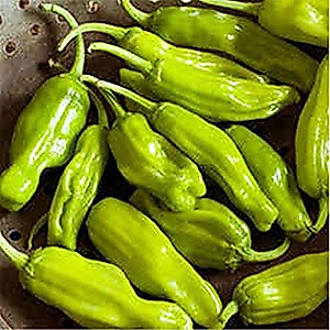 Golden Greek Pepperoncini Hot Pepper Seeds - A Perfect Addition to Greek Salads.(25 - Seeds)