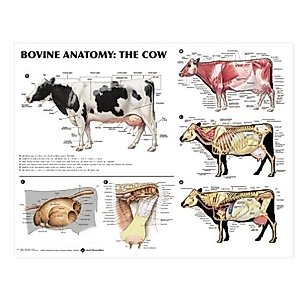Bovine Anatomy Chart Cow