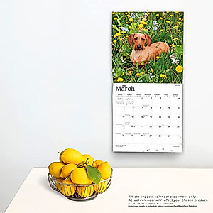 Dachshunds | 2023 12 x 24 Inch Monthly Square Wall Calendar | Foil Stamped Cover | BrownTrout | Animals Dog Breeds DogDays