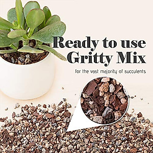 Bonsai Jack Succulent and Cactus Soil - Jacks Gritty Mix #111 - 2 Quarts – Fast Draining – Fight Root Rot – Optimized pH