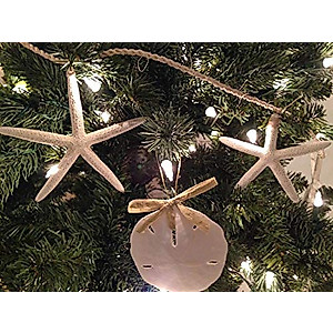 Set of 6 White Starfish and Sand Dollars - 3 Finger Starfish 4 to 6 inch and 3 Sand Dollars 3 to 3.5 inch - Starfish and Sand Dollars for Crafts by Tumbler Home