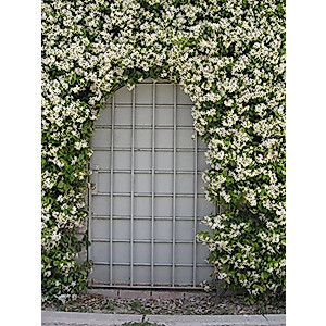 AMPLEX Confederate Jasmine Vine Live Plant, 3 gallon, Creeping Vine