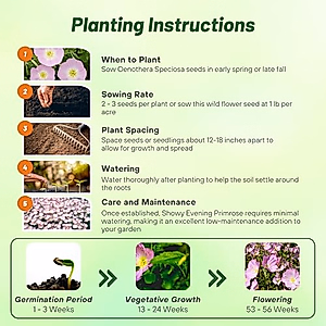 Outsidepride 5000 Seeds Perennial Oenothera Speciosa Showy Evening Primrose Wild Flower Seeds for Planting