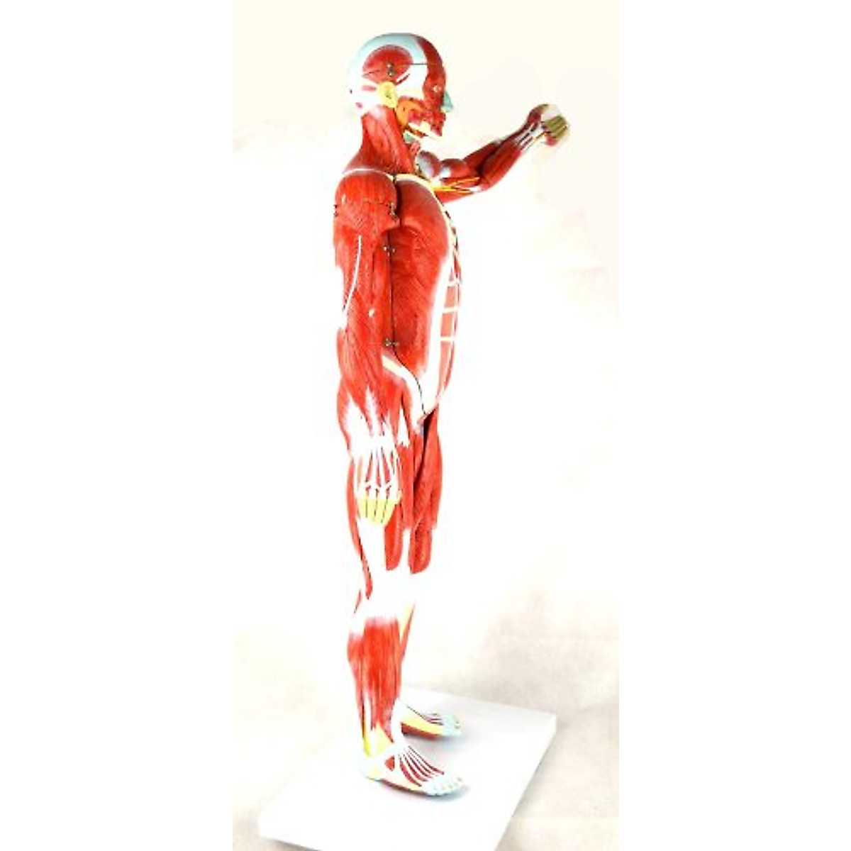 Wellden Product Anatomical Human Muscular Figure Model, 27-part, 1/2 Life Size, Numbered