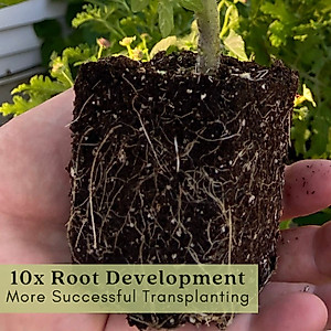 Clovers Garden Coreopsis Moonbeam (Tickseed) Plants – Two (2) Live Plants – Non-GMO - Not Seeds - Each 4" to 8" Tall – in 4" Inch Pots – Hardy Flowering Perennial, Pollinator Favorite