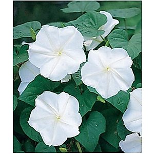 David's Garden Seeds Flower Morning Glory Moonflower FBA-00028 (White) 25 Non-GMO, Heirloom Seeds