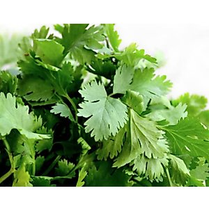 Cilantro Seed Pods (3) for HydroGarden