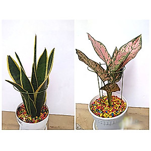 rescozy (Pack of 3) Large Garden Plant Support Rings, 10" Wide x 17" High, 3 Legs