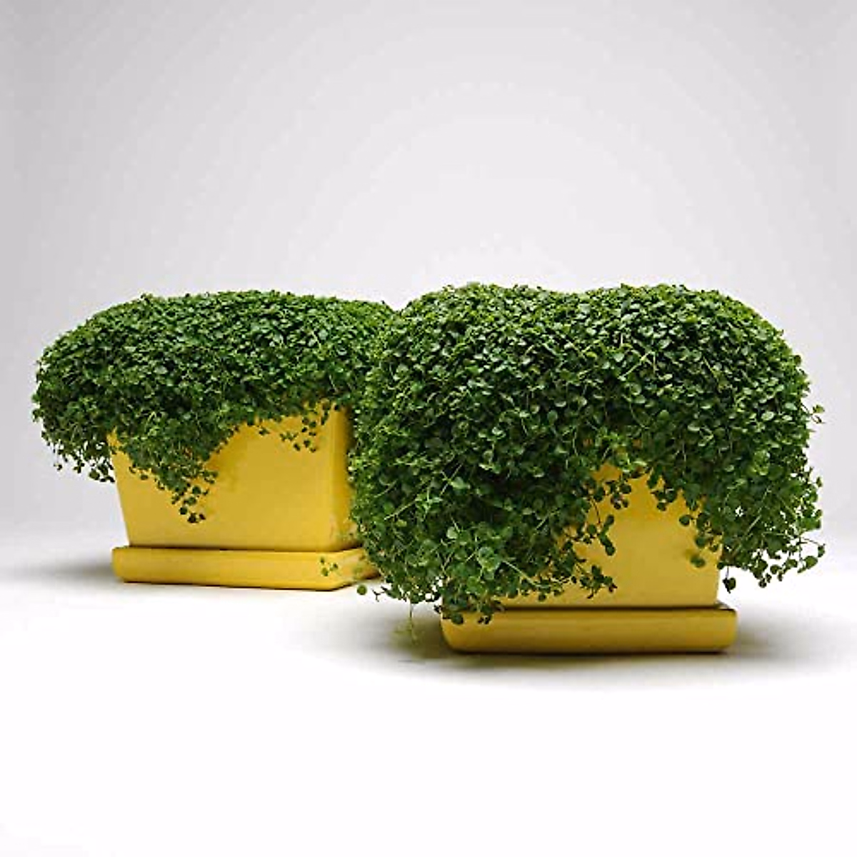 Outsidepride Corsican Ornamental Mini Mint Spreading, Mat Forming Ground Cover Plant Seeds - 25 Pellets