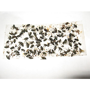 40 pk All Insect Traps/Strips/Glue Boards. Trap Flies, Bees, Wasps, Asian Beetles, etc.
