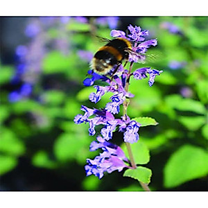 Catmint Seeds- 'Blue Wonder'-(Nepeta Mussinii)-Compact, Heat Tolerant,Perennial,Hardy,Excellent Groundcover! 25 Seeds-QAUZUY GARDEN