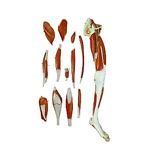 Jackson Global JS00098 Muscles of The Human Leg, 13 Parts | 64 Identifiable Structures