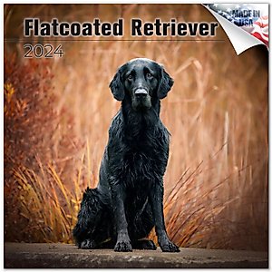 2023 2024 Flat-Coated Retriever Calendar - Dog Breed Monthly Wall Calendar - 12 x 24 Open - Thick No-Bleed Paper - Giftable - Academic Teacher's Planner Calendar Organizing & Planning - Made in USA