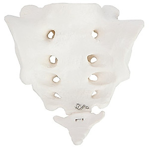 Axis Scientific Human Sacrum Bone Model | Cast from a Real Human Sacrum Bone Specimen | Coccyx Has Natural Mobilty | Includes Product Manual