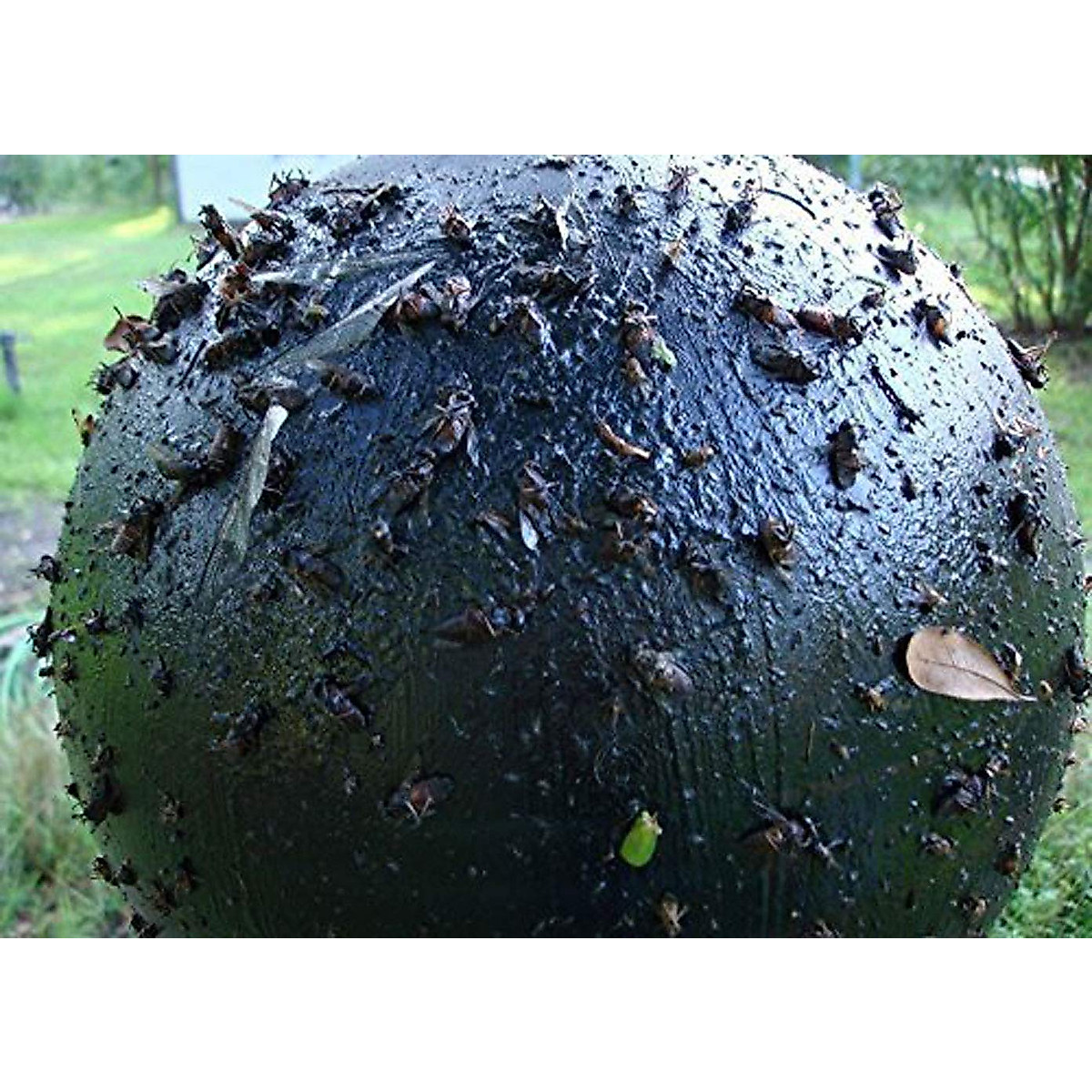 Bug Ball 2 Pack Deluxe Kit Complete- Odorless Eco-Friendly Biting Fly and Insect Killer with NO Pesticides or Electricity Needed, Kid and Pet Safe