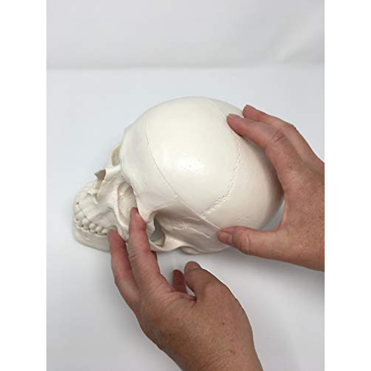 Medical Anatomical Skull Model - 3 Parts - Life Sized Human Mold