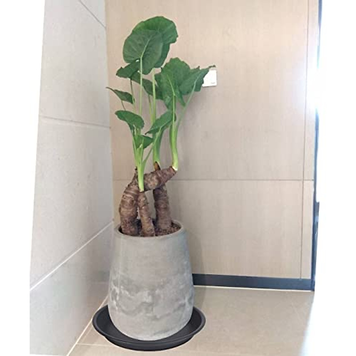 SAUCERHOME Plant Saucer 16 inch, 4 Pack 17 inch (16.8") Plastic Large Flower Planter Plant Pot Saucers and Drip Tray for Indoors Outdoors, Thick Heavy Sturdy Durable Plant Plate Water Catcher (Black)