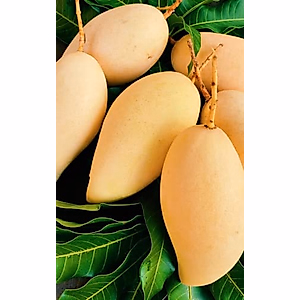 Mango Fruit Tree Seeds for Planting, Sweet Flavor