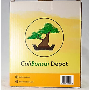 Oval Shohin Bonsai Pot, Cactus & Succulent Planter + Mesh 6"x 4.5"x 2.5" - Blue Stain Glazed