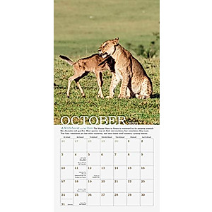 Unlikely Friendships Mini Wall Calendar 2021